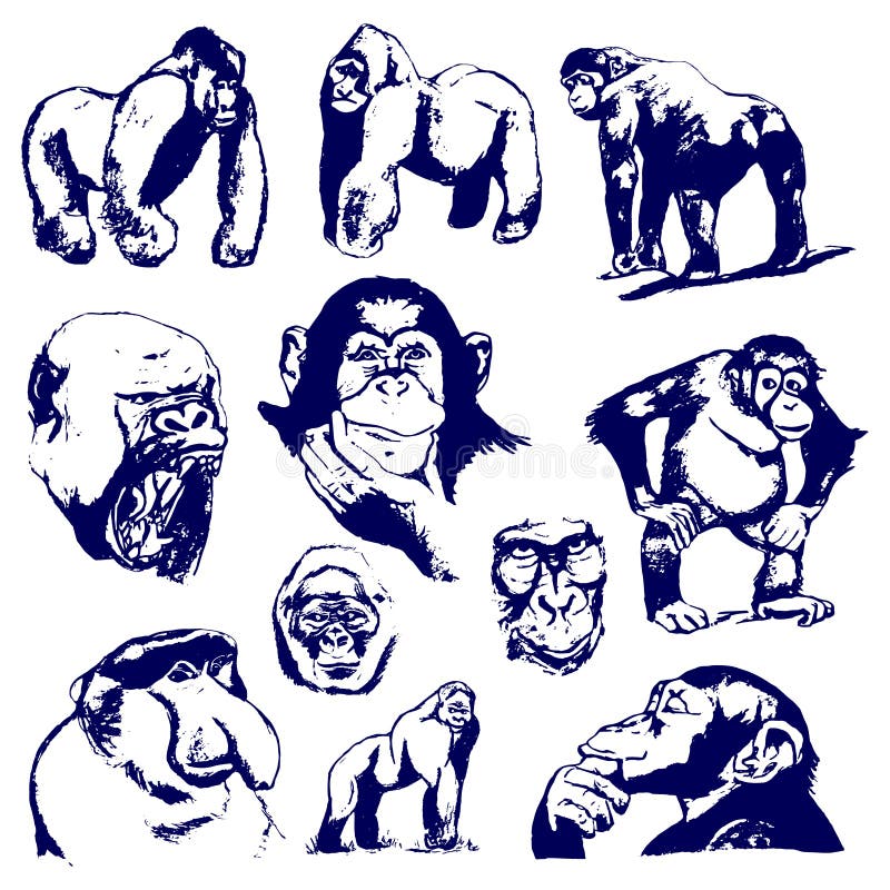 Monkey Graphic Drawing. Set of Illustrations on Stock Illustration ...