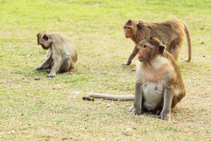 Monkey on the grass stock image. Image of creature, hair - 29325957