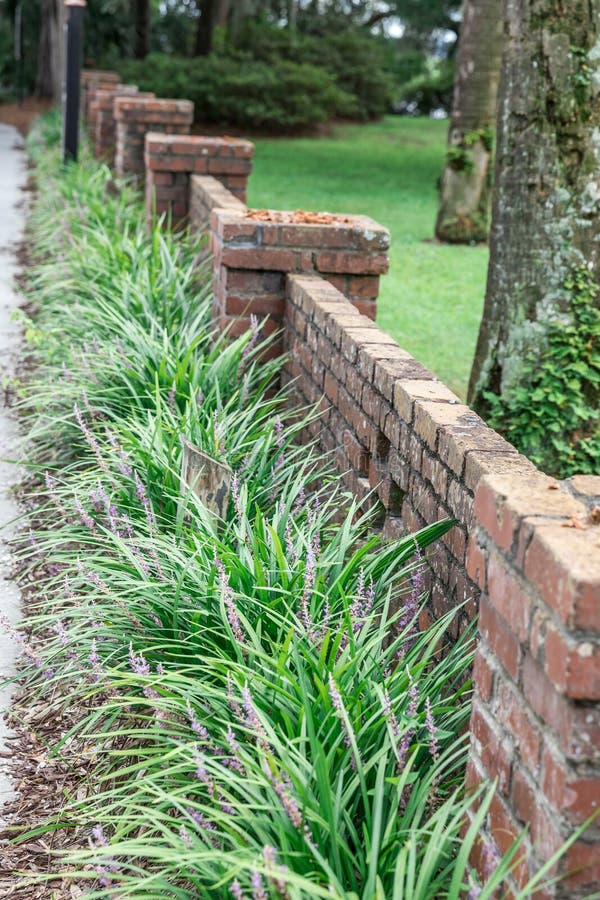 Monkey Grass Growing among a Brick Separation Short Wall for a ...