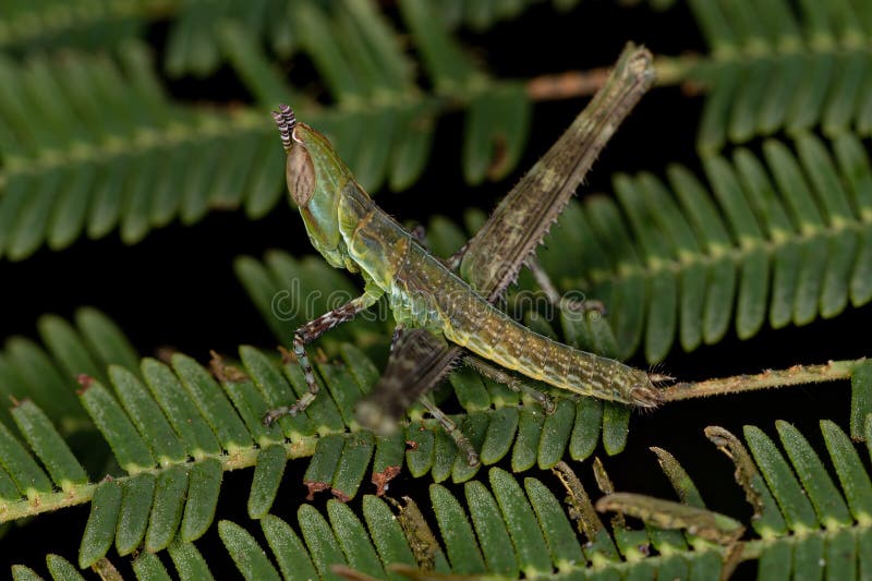 Monkey Grasshopper Nymph stock image. Image of animal - 250655621
