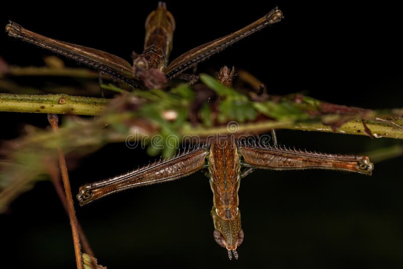 Monkey Grasshopper Nymph stock image. Image of eumastacoid - 250656135