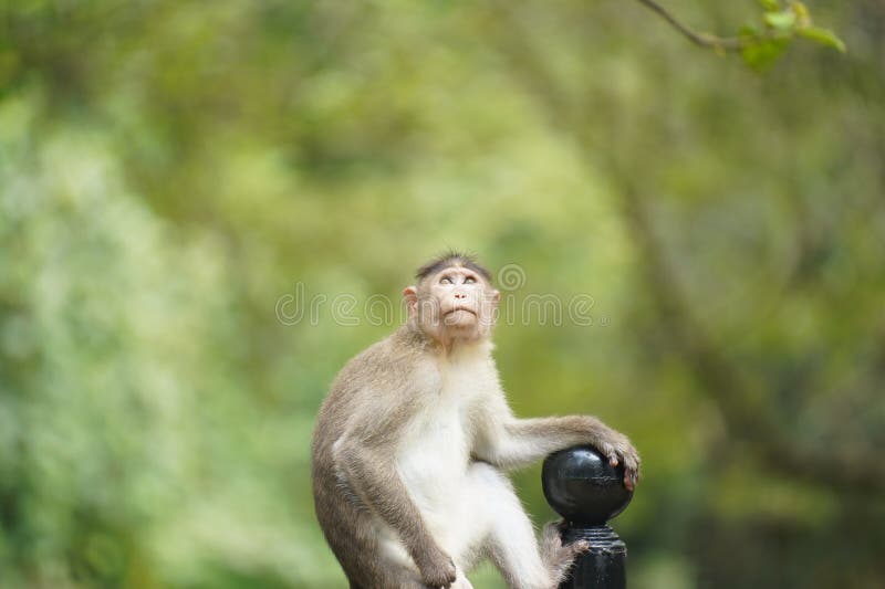 Monkey with Green Background Looking Up Stock Photo - Image of houses ...