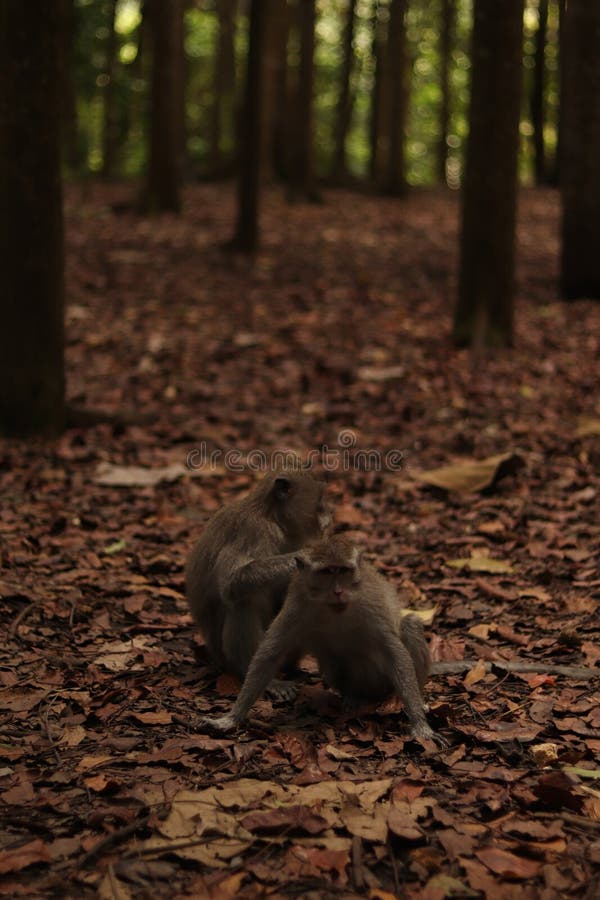 Monkey in green forest stock photo. Image of mammal - 271350142