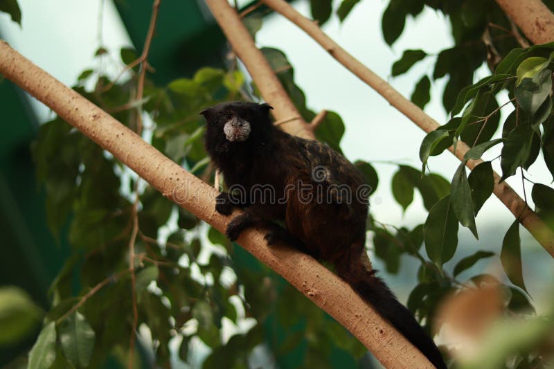 Monkey in green forest stock image. Image of fulllength - 271350169