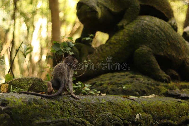 Monkey Temple in Green Forest Bali , Indonesia Stock Image - Image of ...