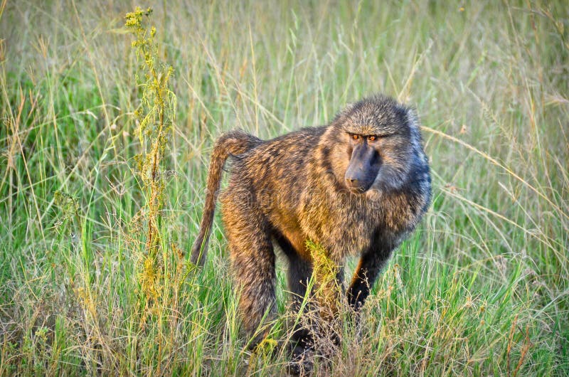 Monkey on the green grass. stock image. Image of unusual - 66426831