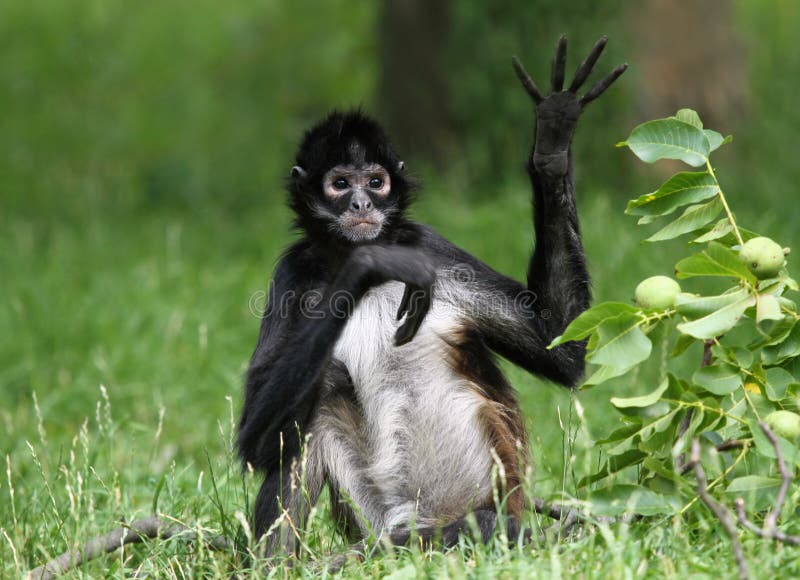 Monkey greeting stock image. Image of cute, salute, hand - 20605127