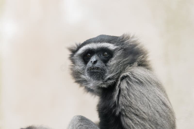Monkey Grey Portrait in Mallorca Safari Zoo, Spain Editorial Image ...