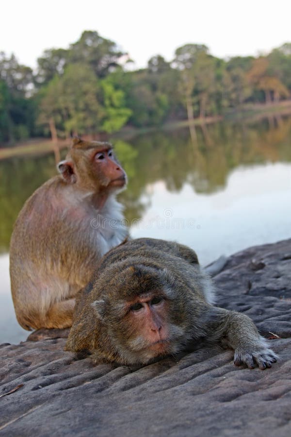 Monkey Grooming stock image. Image of wild, grooming - 19074385
