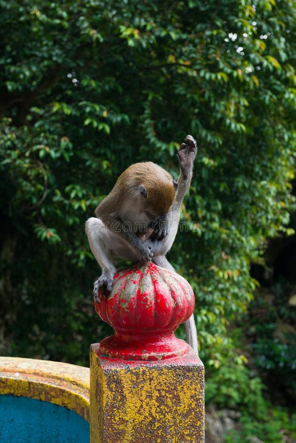 Monkey Genitals Stock Photos - Free & Royalty-Free Stock Photos from ...