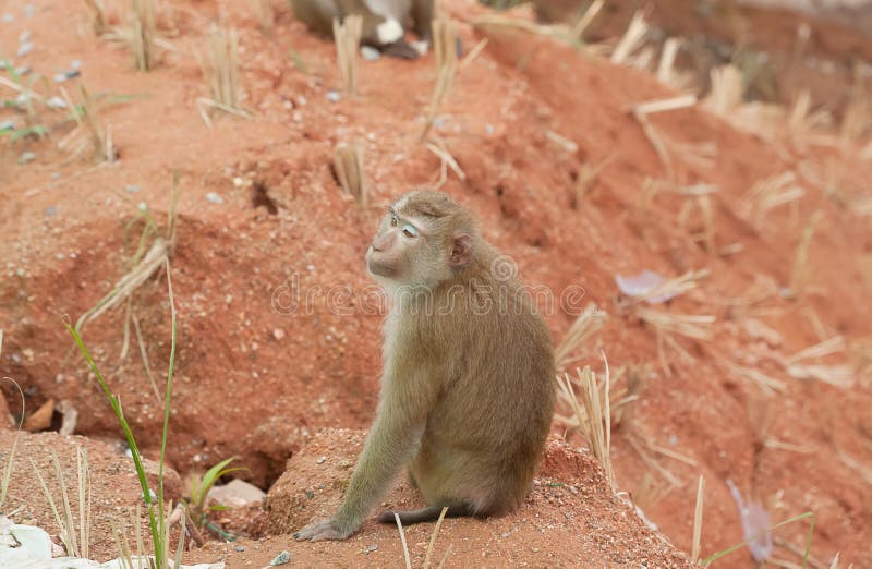 Monkey on the Ground at Phuket Thailand Stock Photo - Image of nature ...