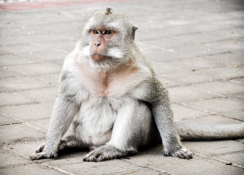Monkey on ground stock photo. Image of hand, ponder, relaxing - 86236210