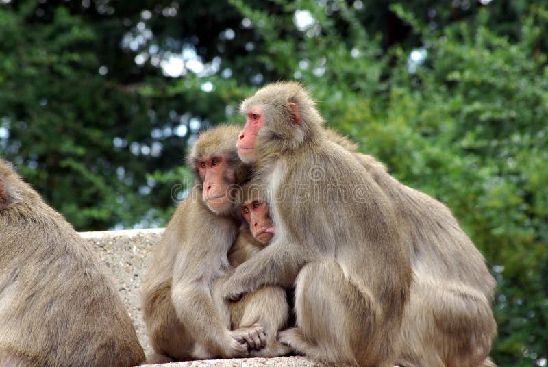 Monkey group stock image. Image of bushes, monkey, together - 5991055