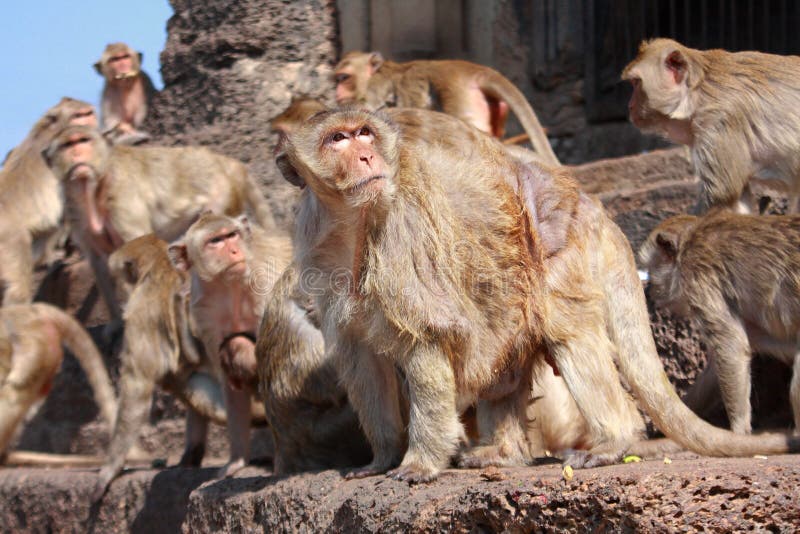 Monkey Group are Looking Something Stock Photo - Image of primate ...