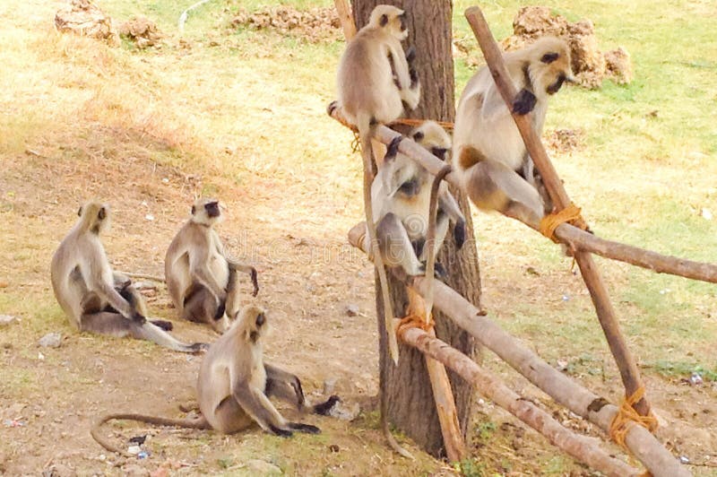 Monkey group stock image. Image of cute, friends, resting - 76573009