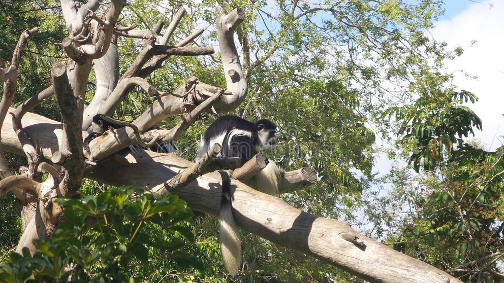 Monkey on Guard stock photo. Image of beautiful, safari - 69087032