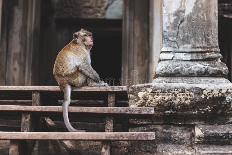 Monkey God Guards at Banteay Srei Stock Photo - Image of guards, epic ...