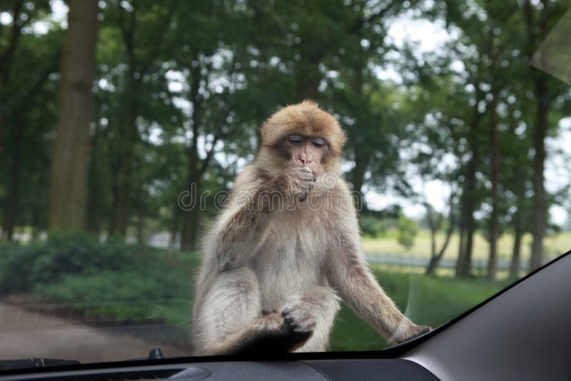 The Monkey with Gum on the Car. Stock Image - Image of nature, animal ...
