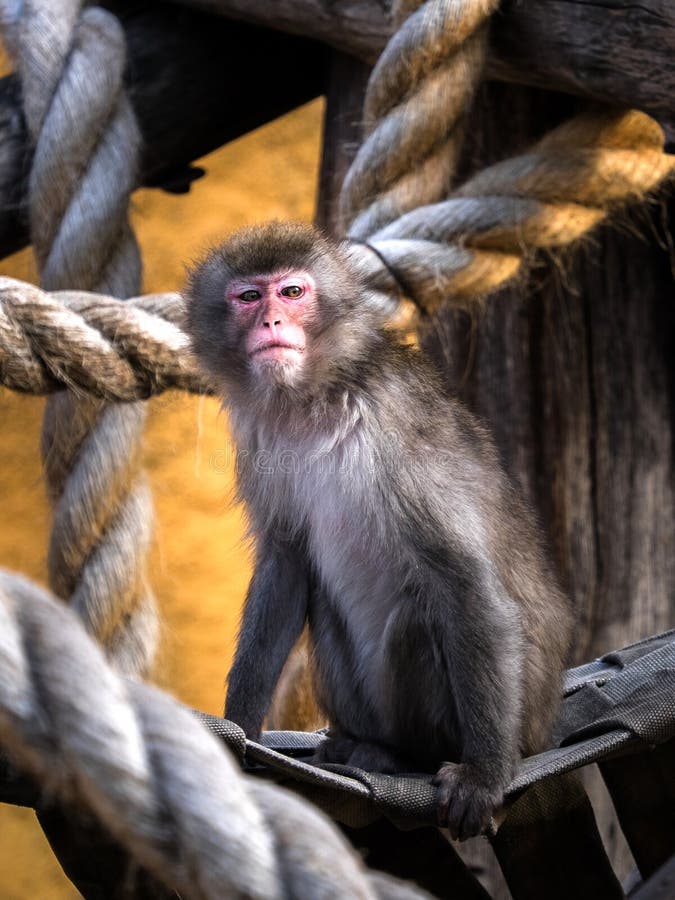 Monkey in a hammock stock photo. Image of fingers, eyelashes - 79783796