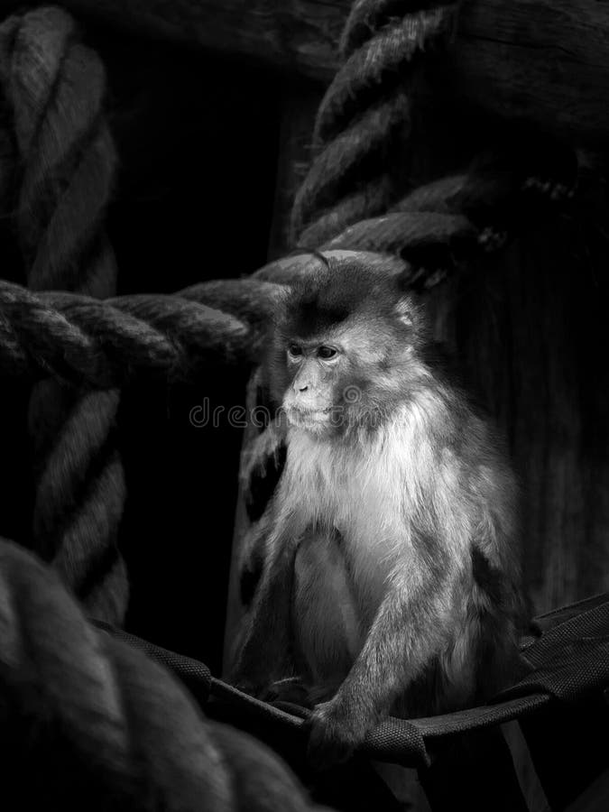 Monkey in a hammock stock image. Image of feet, fauna - 79783887