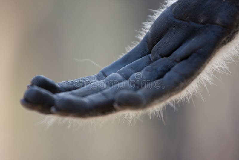Monkey hand stock photo. Image of hand, five, fury, hands - 5787578
