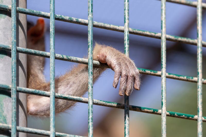 Monkey Hand through the Cage, Closeup Stock Image - Image of protection ...