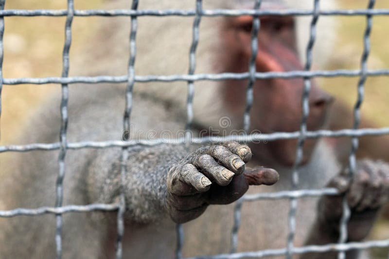 The Monkey Hand is Pushed through the Bars and Reaches for the Camera ...