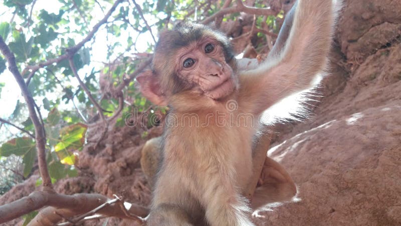 Hand Shake Monkey Stock Photos - Free & Royalty-Free Stock Photos from ...