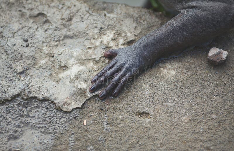 Monkey hand stock photo. Image of lying, nature, bali - 49541124