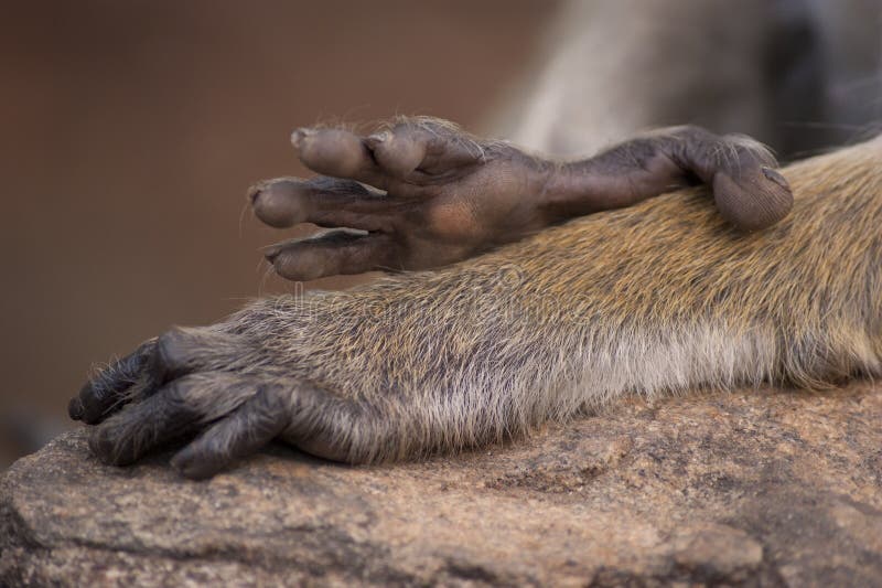 Monkey hands stock image. Image of thumb, relaxed, palm - 31229801