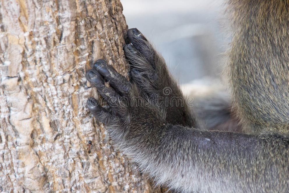 Monkey hands and feet stock image. Image of feet, hands - 65841845