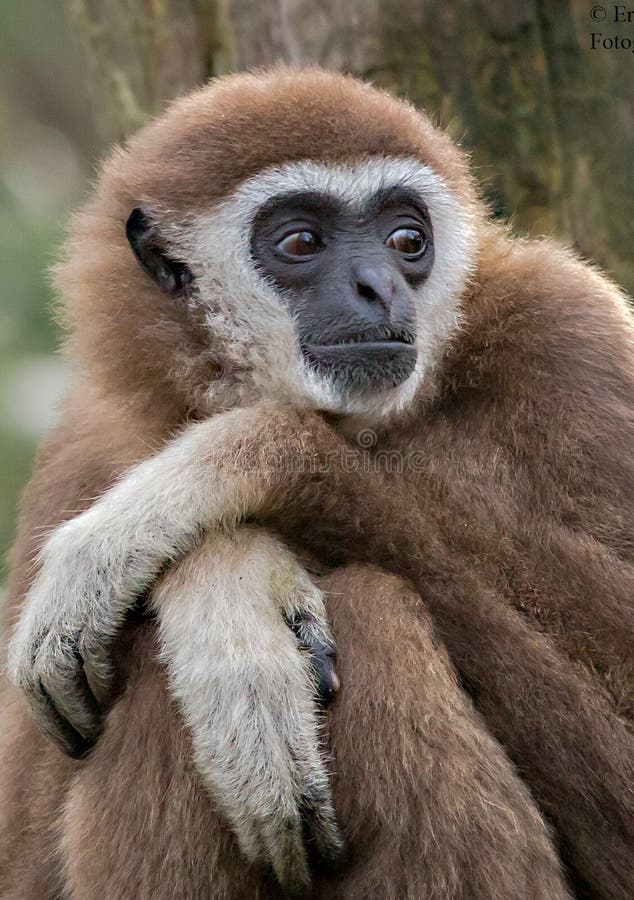 Monkey stock photo. Image of nice, animal, hands, monkey - 66466726