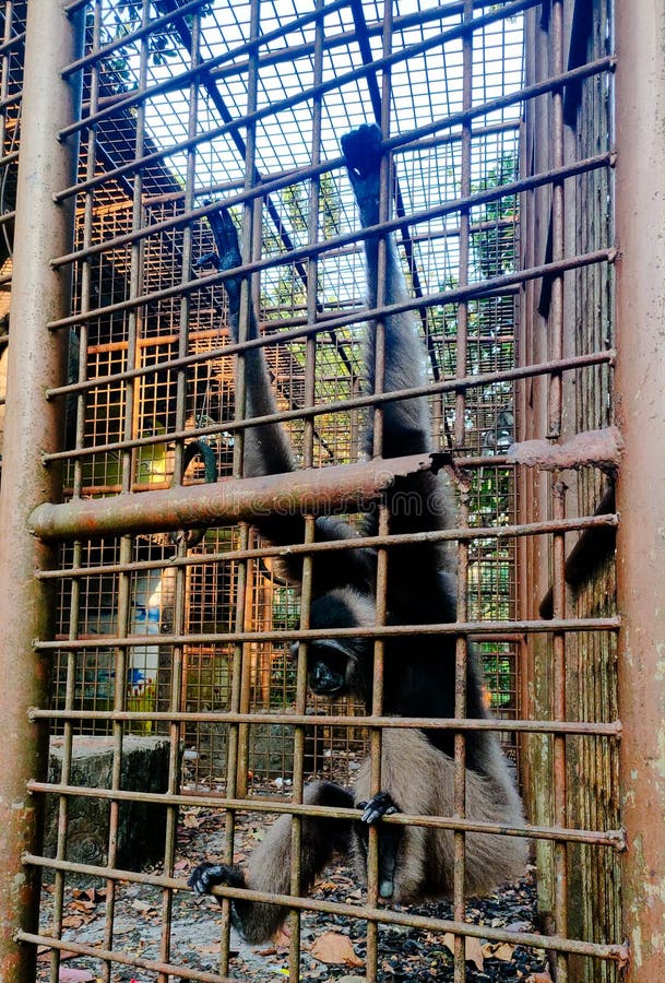 Monkey Hanging from the Iron Cage with a Sad Face Stock Photo - Image ...