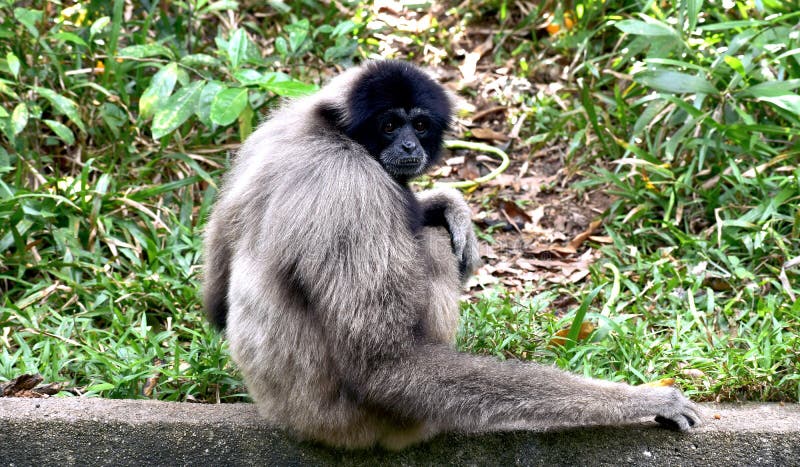 A monkey hanging out. stock image. Image of monkey, gibbon - 185905629