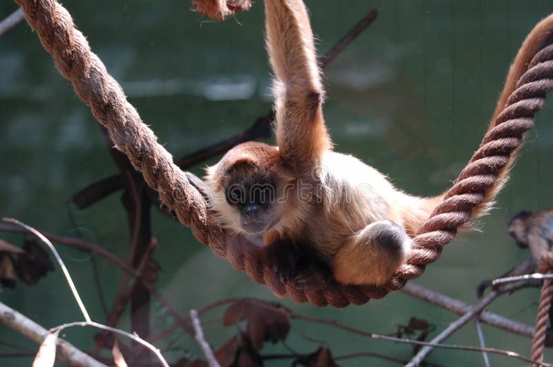 Monkey stock image. Image of rope, primate, brown, monkey - 45219547