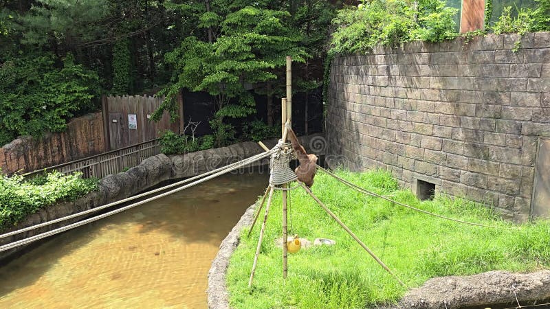 Monkey Hanging on Structure before Entering Shelter Hole Stock Video ...