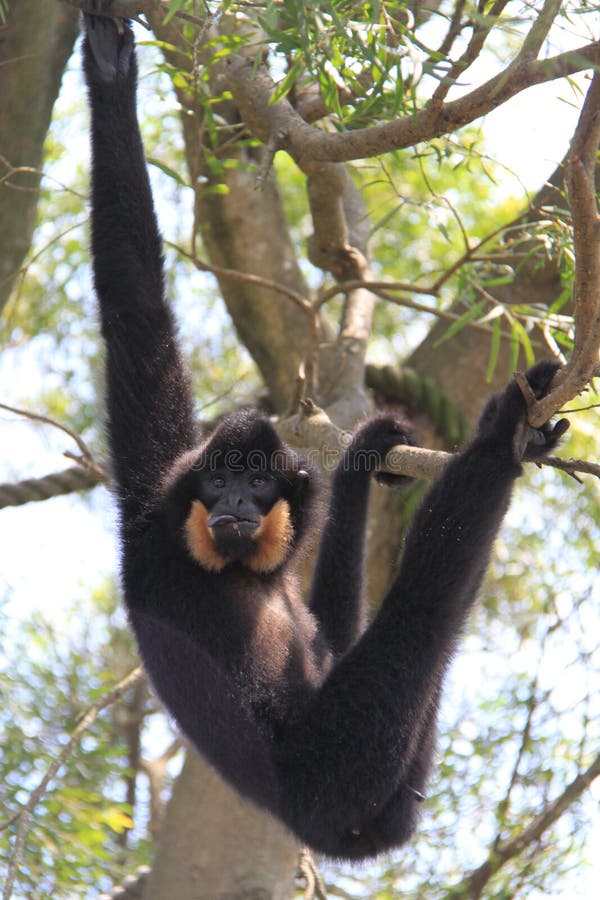Monkey hanging on a tree stock photo. Image of sticking - 20955616