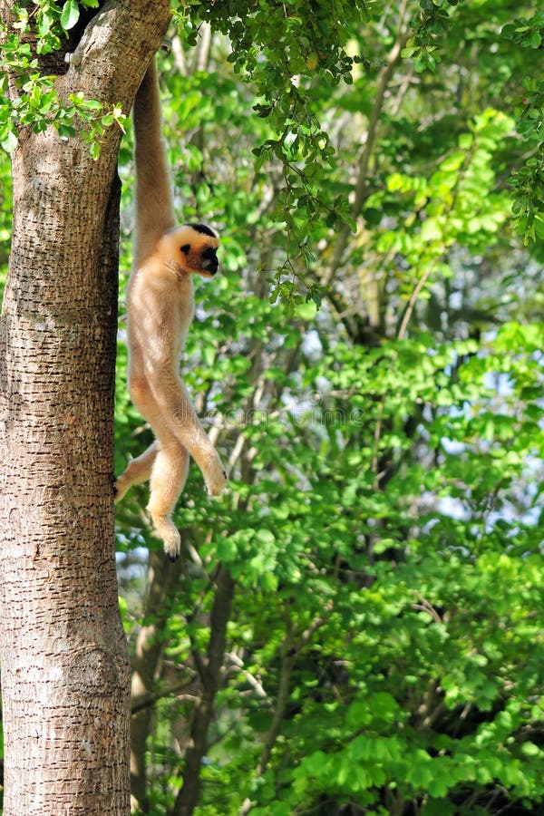 Monkey Hanging from a Tree stock image. Image of apes - 21283565