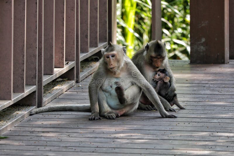 Thai monkeys stock photo. Image of animal, thai, monkey - 191850538