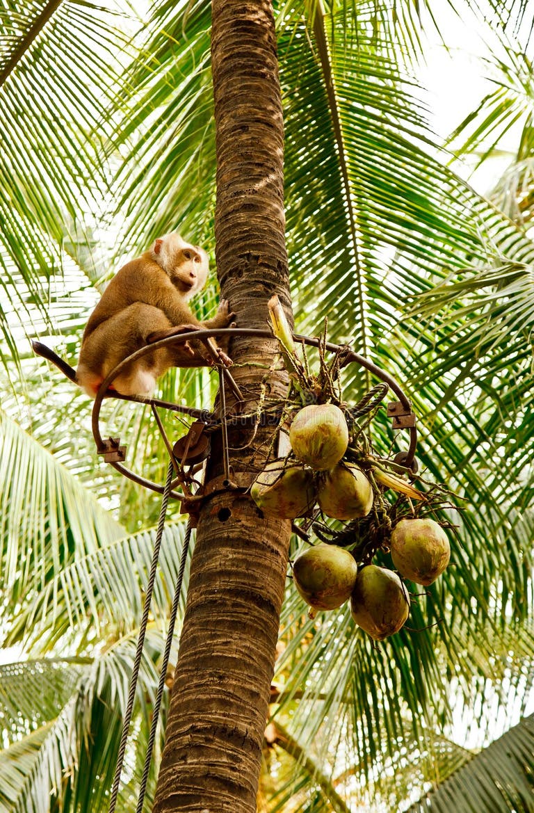 570 Monkey Coconut Tree Stock Photos - Free & Royalty-Free Stock Photos ...