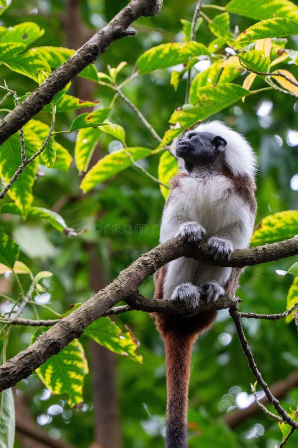 The Monkey Has it S Head Turned and Its Tail is Bent Up Stock Image ...