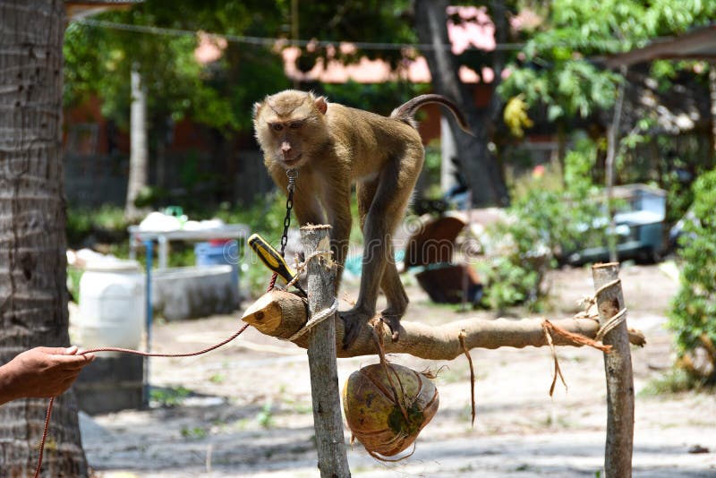 A Monkey Has To Work on a Coconut Farm in Ko Samui Stock Image - Image ...
