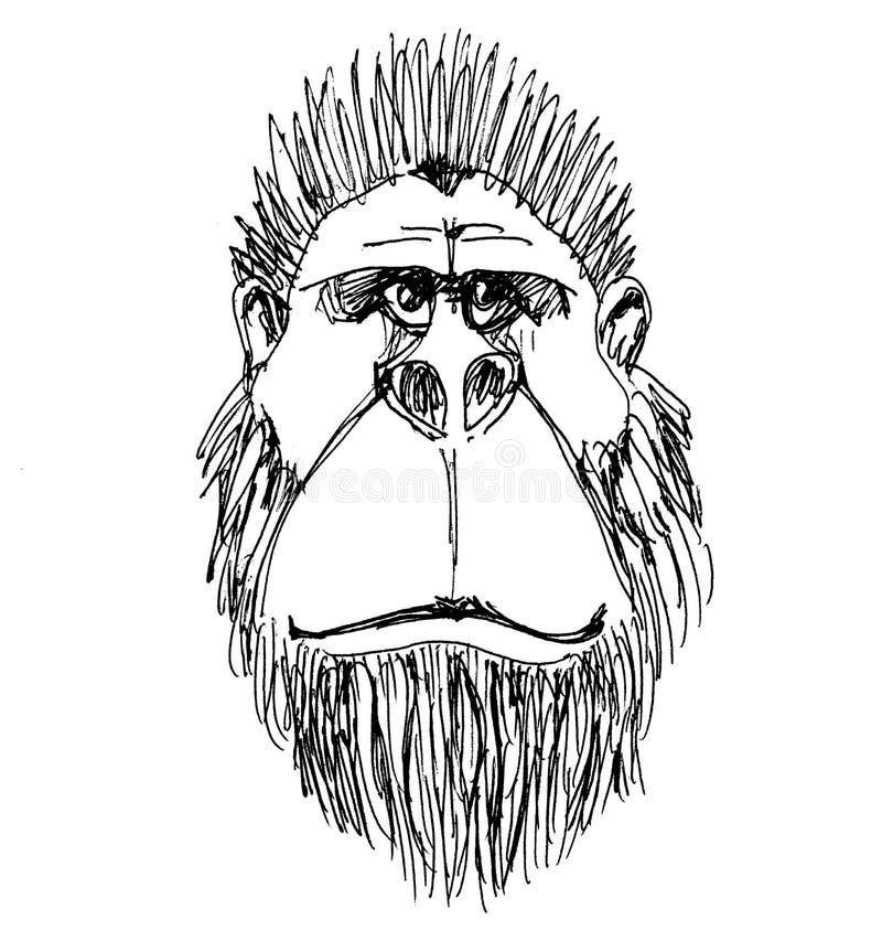 Monkey Head. Big Gorilla, Ink Drawing.Cartoon Style. Stock Illustration ...
