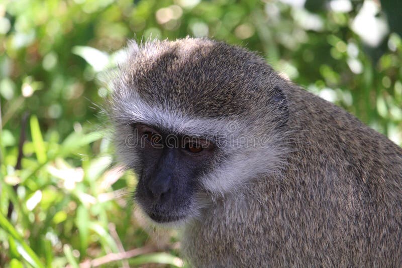 Monkey head close-up stock image. Image of wildlife - 179571785