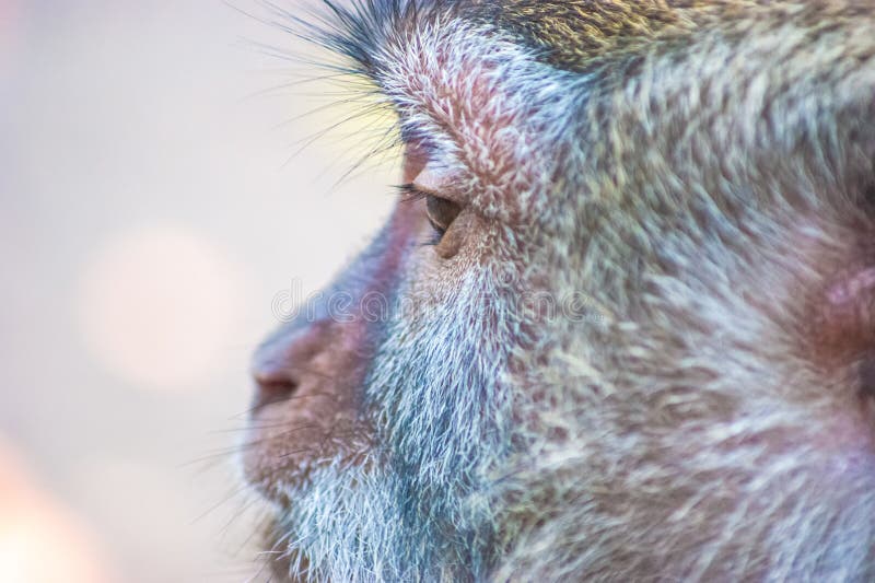 Monkey Head Close Up Side Shot and Blur Background Stock Photo - Image ...
