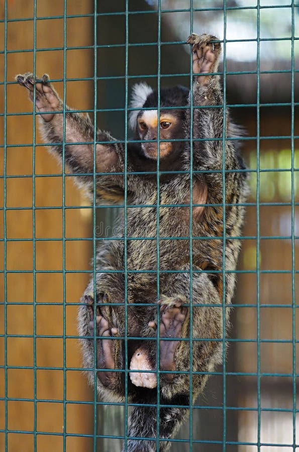 Monkey close up stock image. Image of germany, buildings - 234355845