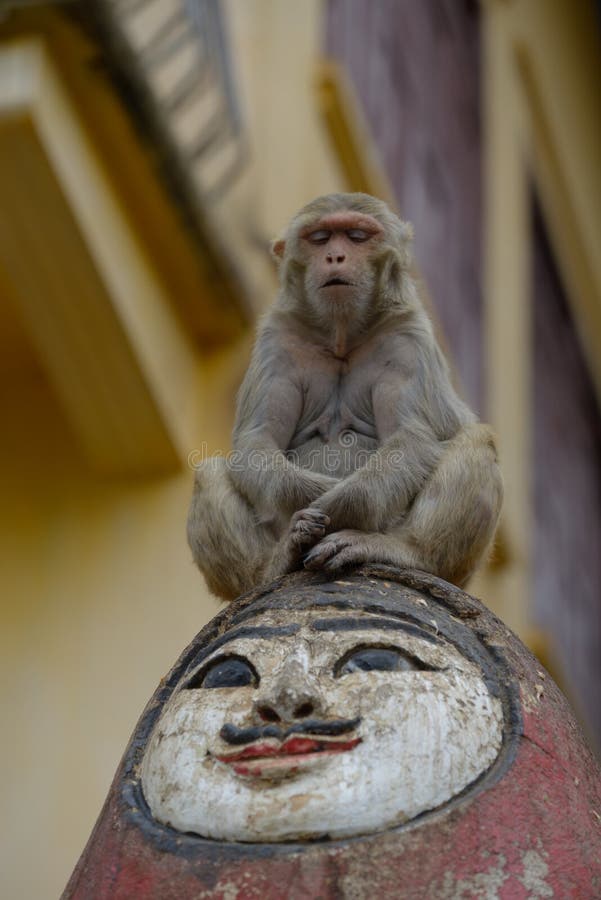 Monkey on a head stock image. Image of myanmar, meditating - 43459737