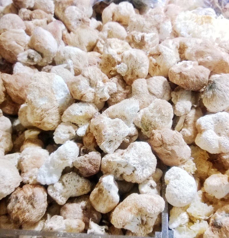 Monkey head mushroom stock image. Image of pile, food - 40957505