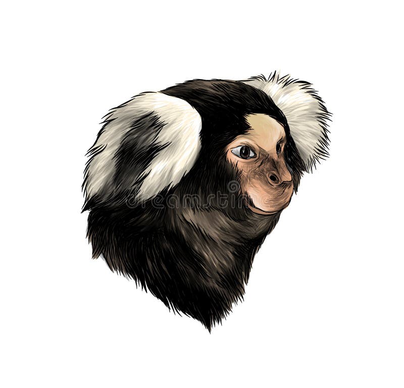 Monkey Head Sketch Vector Graphics Stock Vector - Illustration of ...