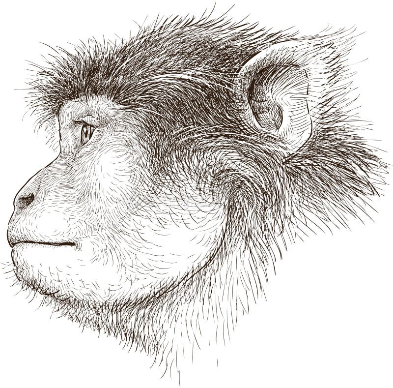 Monkey head stock vector. Illustration of monkey, profile - 58230861